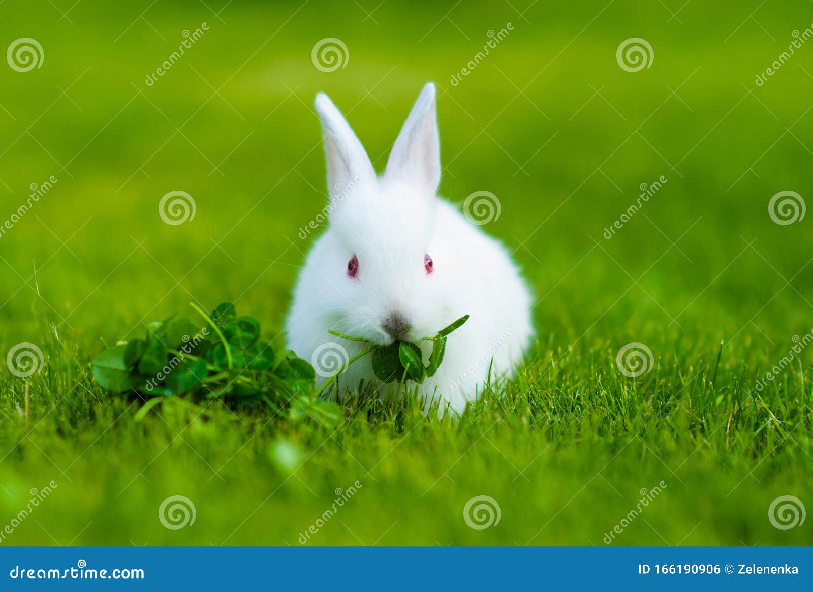Funny Baby White Rabbit Eating Clover in Grass Stock Photo - Image of ...