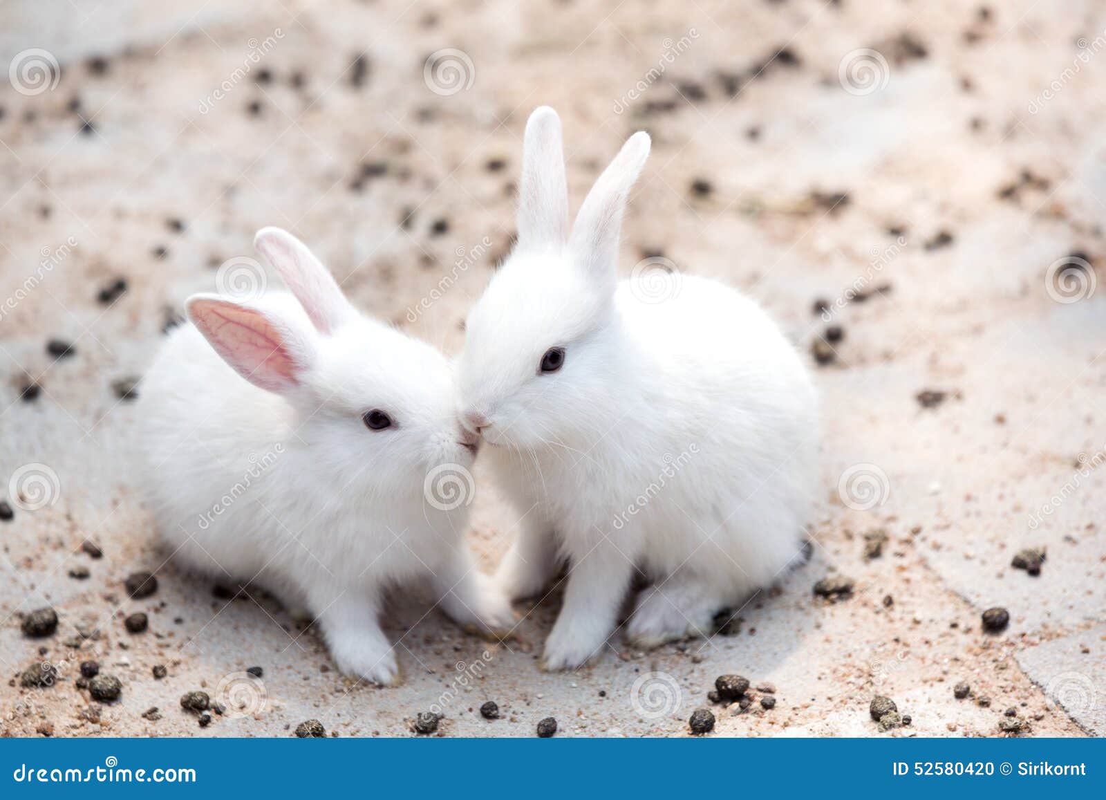 Funny baby white rabbit stock photo. Image of wildlife - 52580420