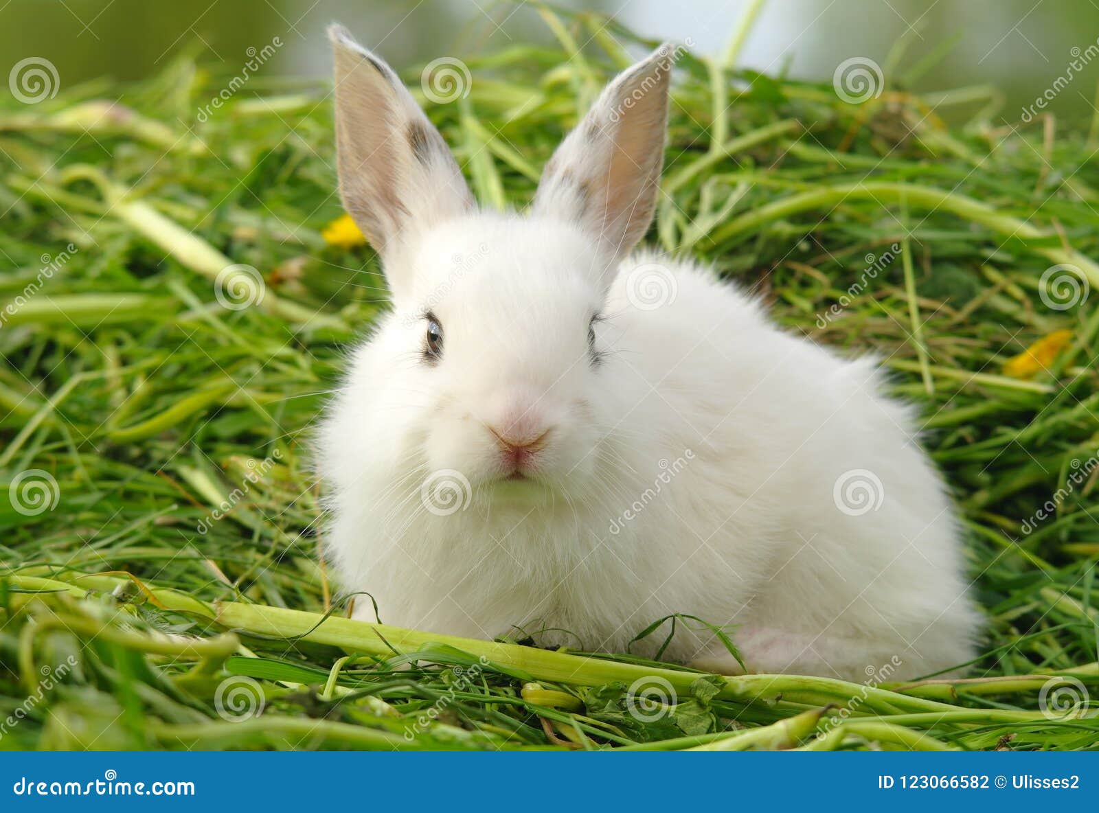 Funny Baby White Rabbit in Grass Stock Photo - Image of easter, daisies ...