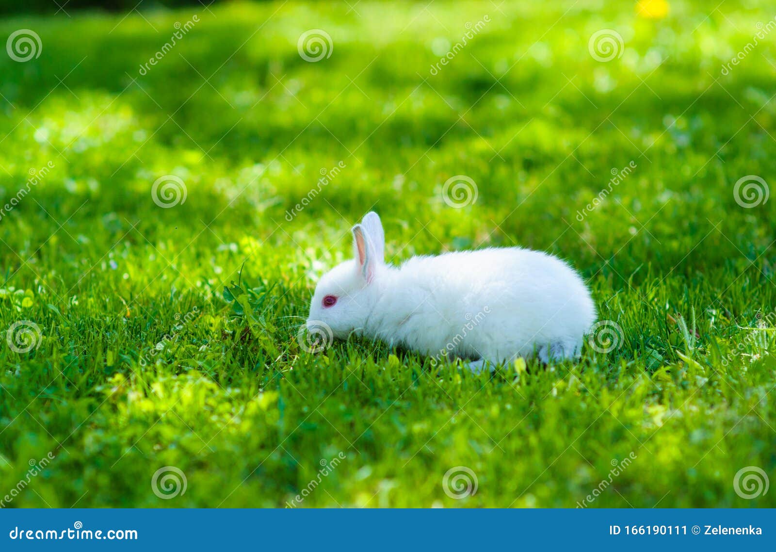 Funny Baby White Rabbit in Grass Stock Image - Image of flowers, little ...