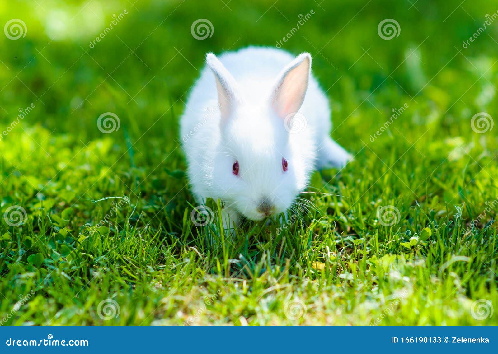 Funny Baby White Rabbit in Grass Stock Image - Image of domestic, fauna ...