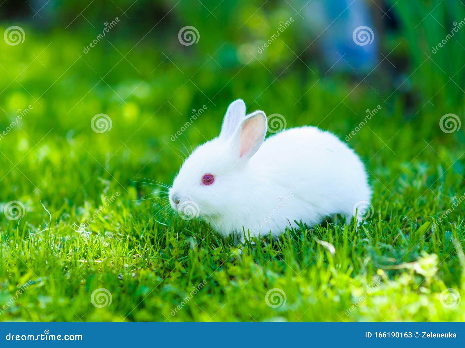 Funny Baby White Rabbit in Grass Stock Image - Image of easter, mammal ...