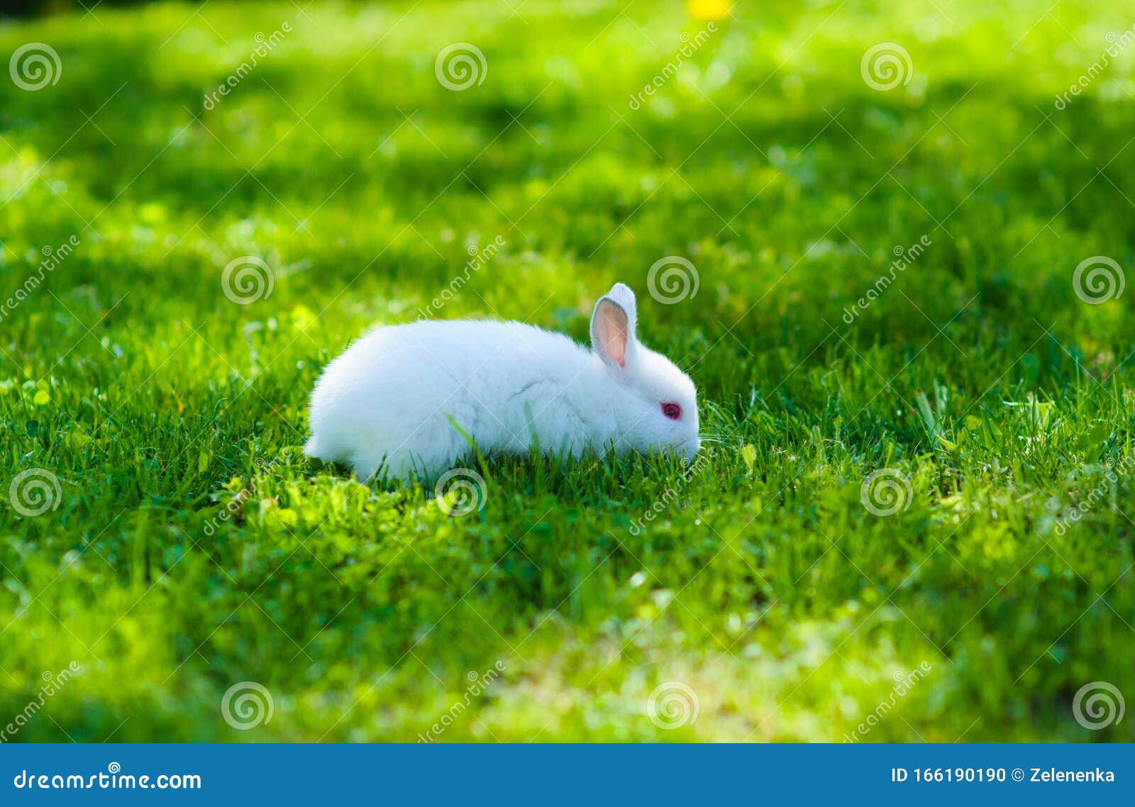 Funny Baby White Rabbit in Grass Stock Photo - Image of bunny, meadow ...