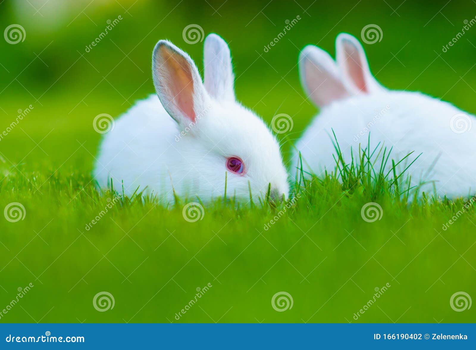 Funny Baby White Rabbit in Grass Stock Photo - Image of small, meadow ...