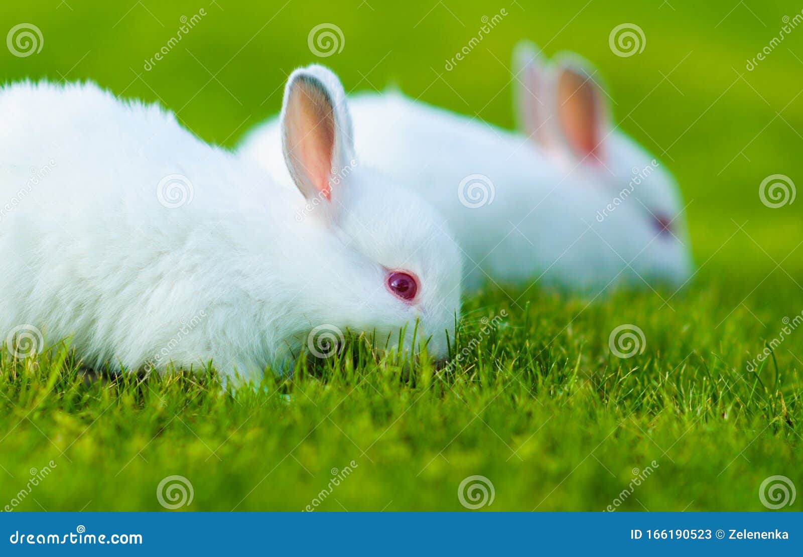 Funny Baby White Rabbit in Grass Stock Image - Image of small, hare ...