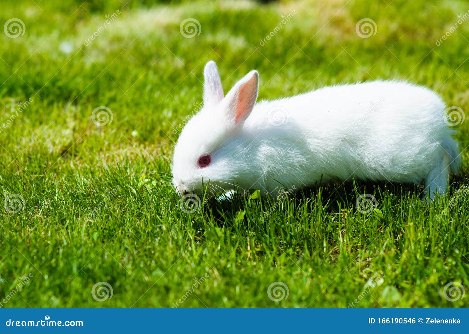 Funny Baby White Rabbit in Grass Stock Photo - Image of mammal, rabbit ...