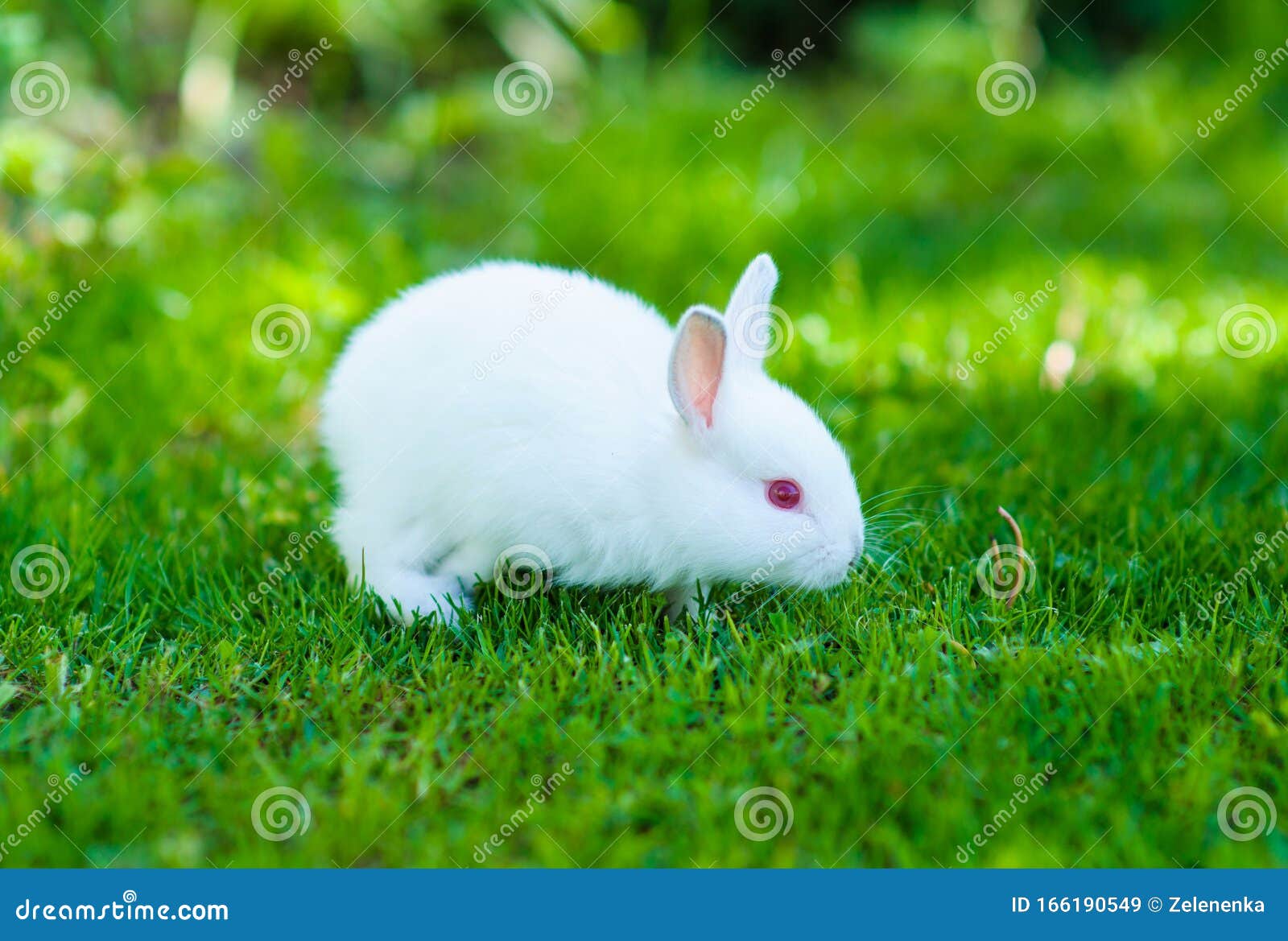 Funny Baby White Rabbit in Grass Stock Image - Image of rabbit, animal ...