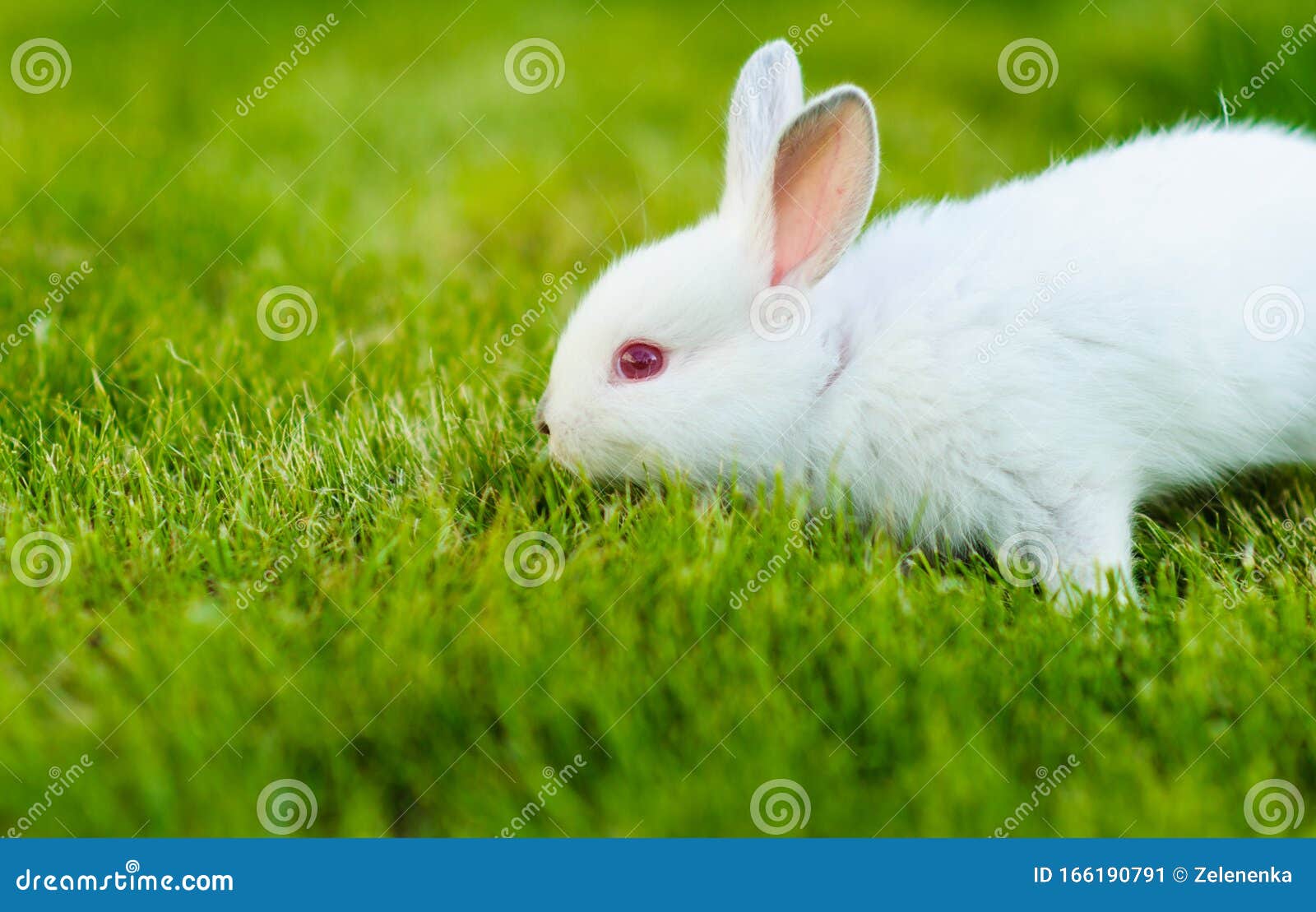 Funny Baby White Rabbit in Grass Stock Image - Image of hare, spring ...