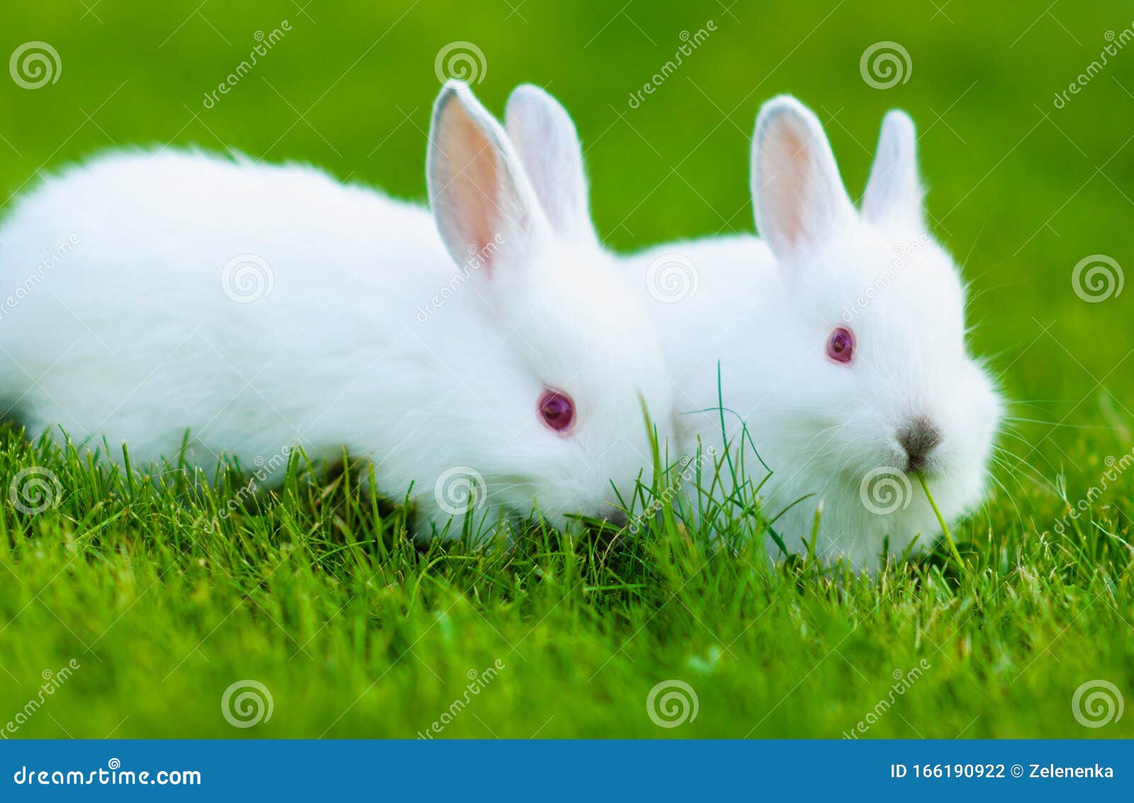 Baby White Hare