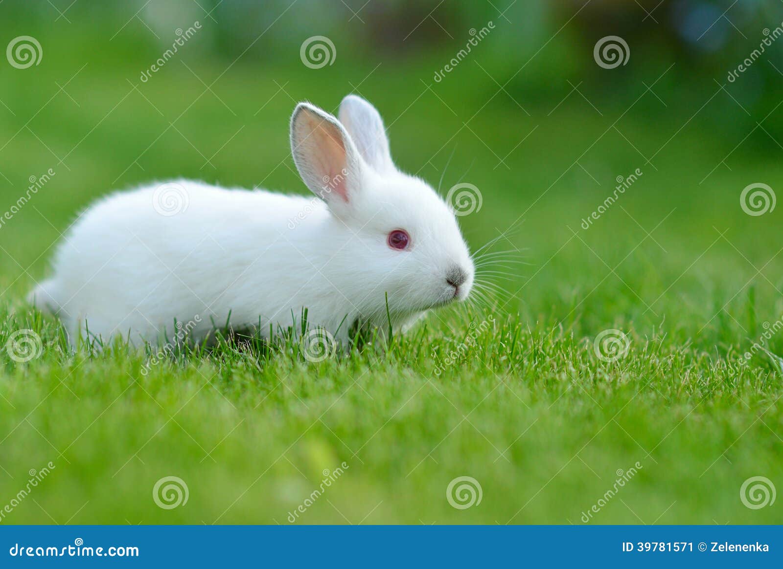 Funny Baby White Rabbit in Grass Stock Image - Image of playful, easter ...
