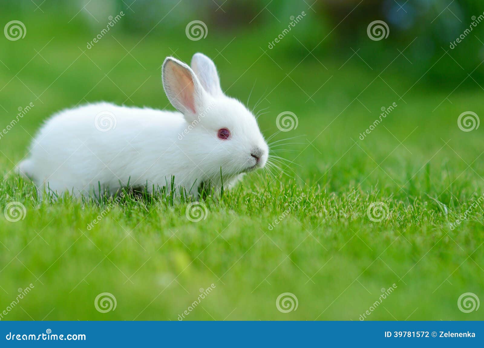 Funny Baby White Rabbit in Grass Stock Photo - Image of mammal, easter ...