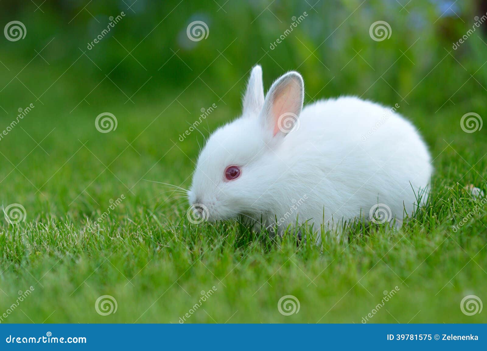 Funny Baby White Rabbit in Grass Stock Image - Image of bunny, animal ...
