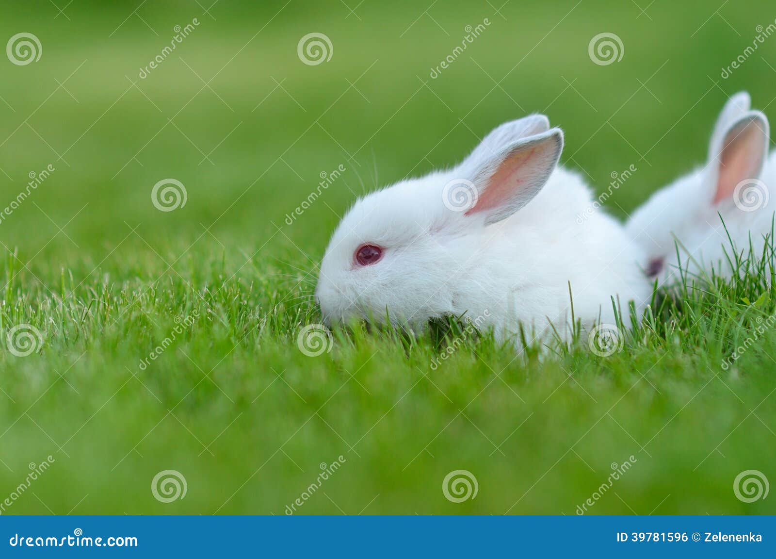 Funny Baby White Rabbit in Grass Stock Photo - Image of fleecy, mammal ...