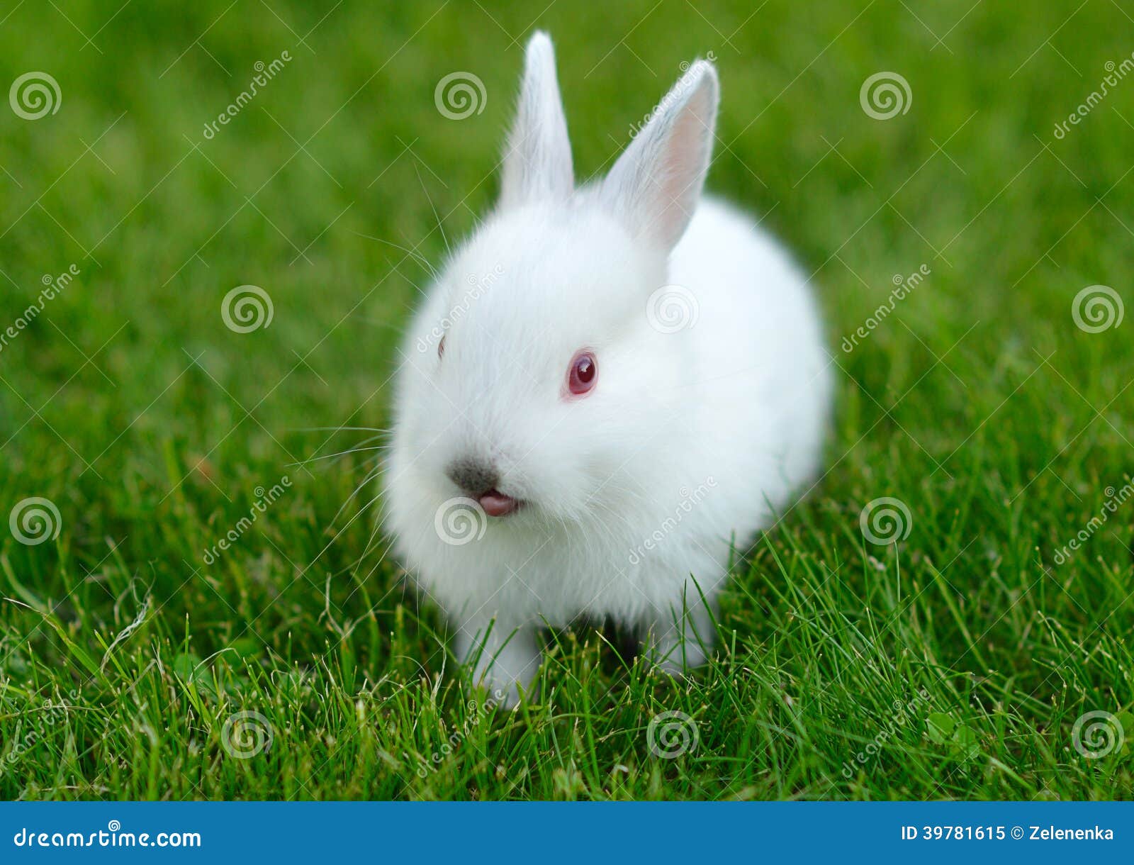 Funny Baby White Rabbit in Grass Stock Image - Image of cuddly, fleecy ...