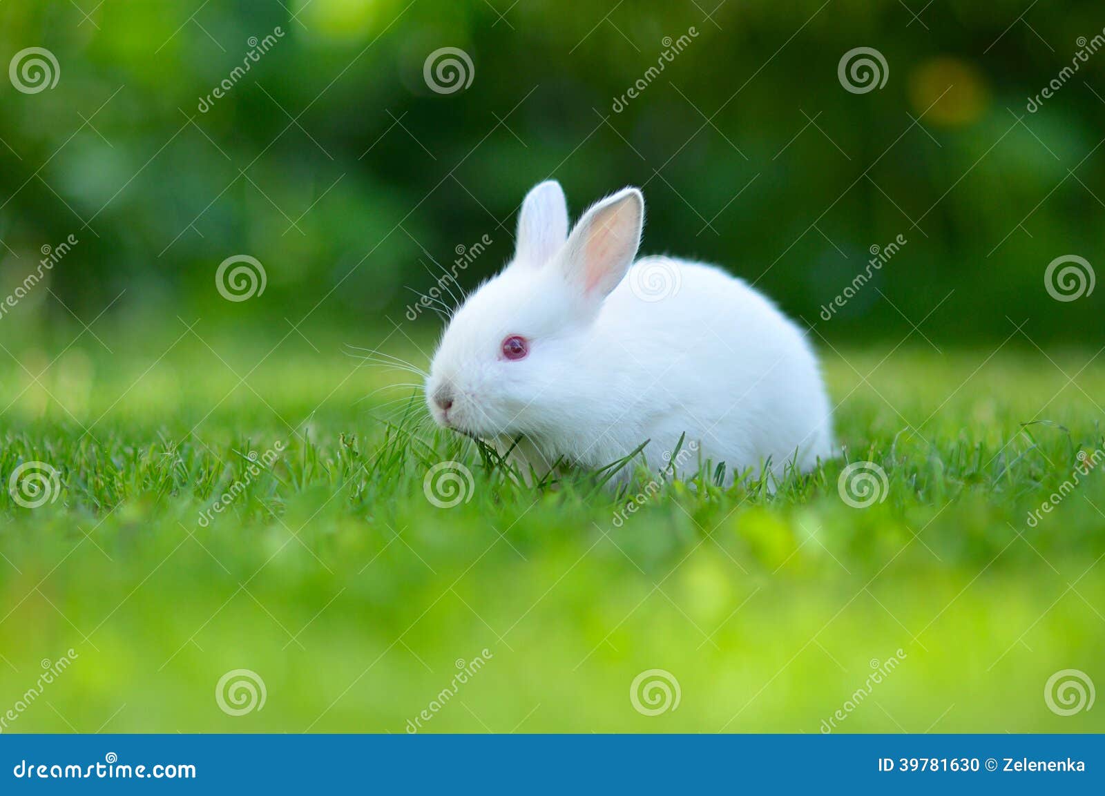 Funny Baby White Rabbit in Grass Stock Photo - Image of bunny, eating ...