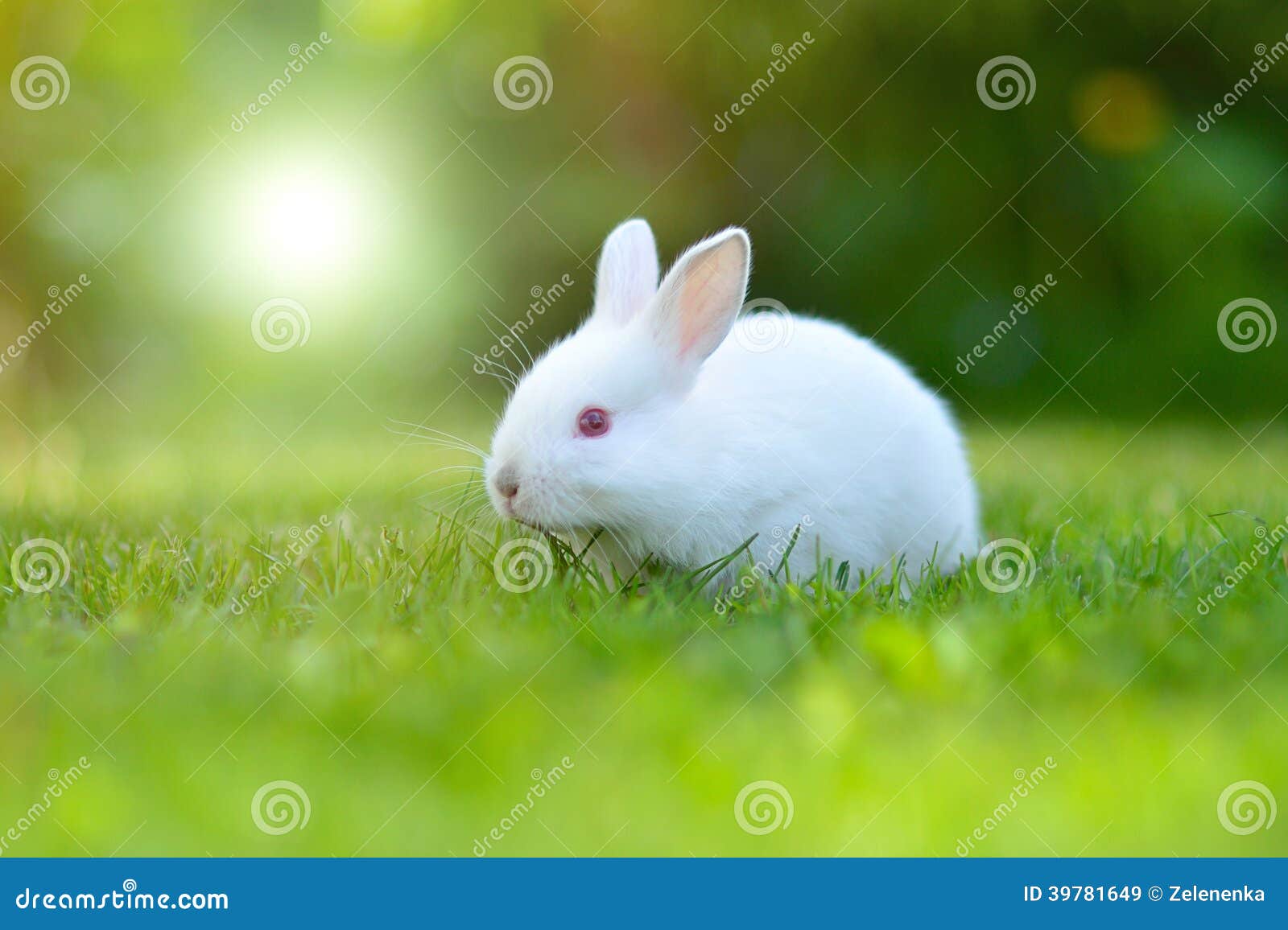 Funny Baby White Rabbit in Grass Stock Image - Image of cute, animal ...