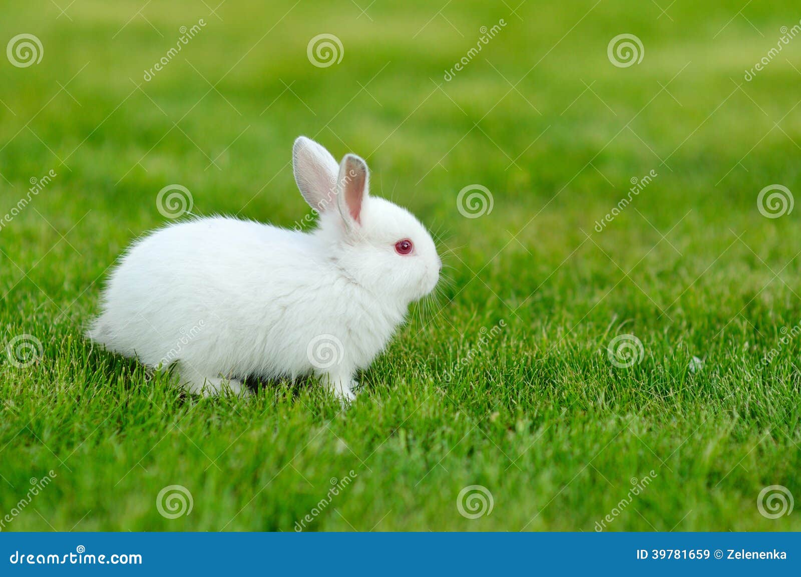 Funny Baby White Rabbit in Grass Stock Image - Image of wildlife, green ...