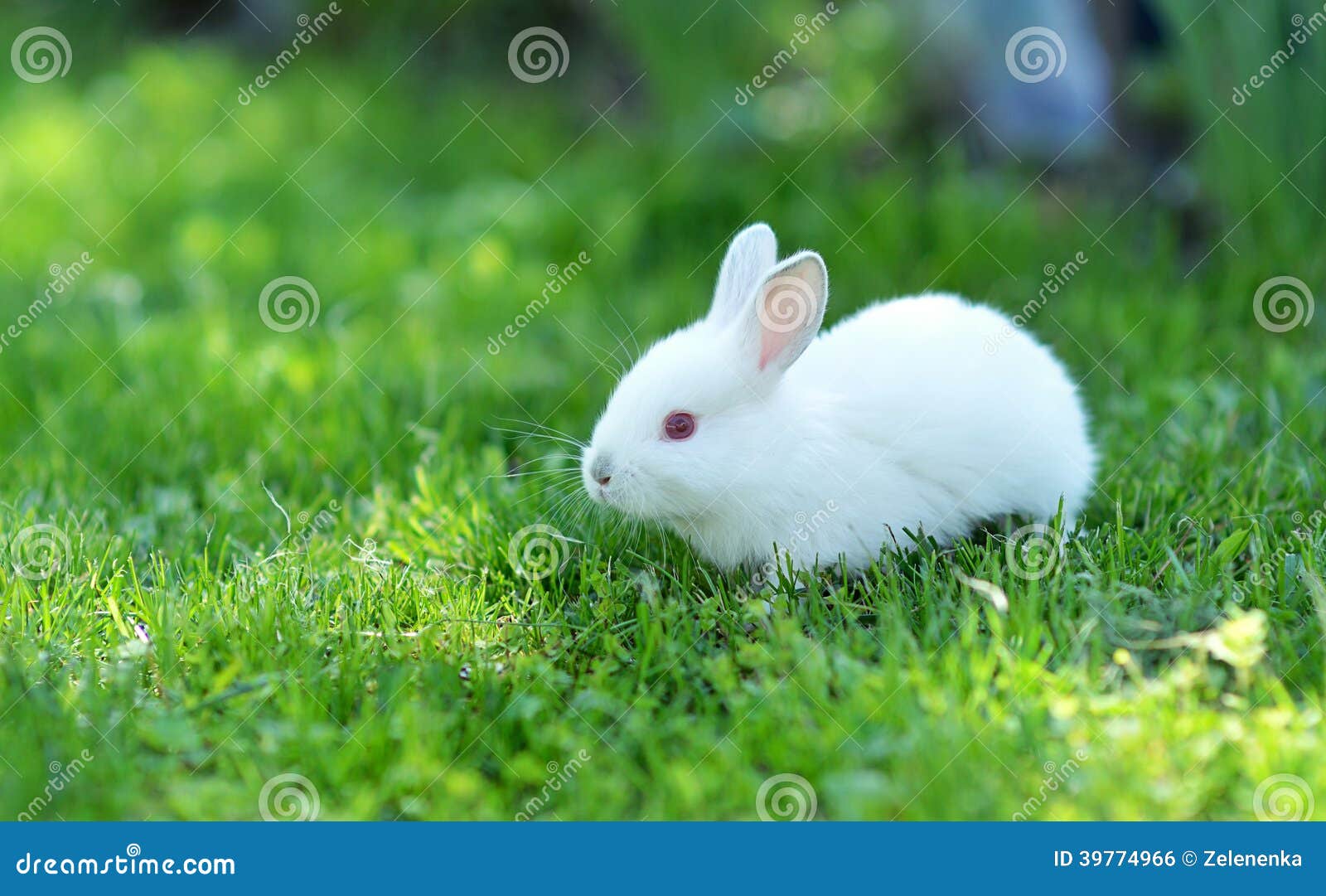 Funny Baby White Rabbit in Grass Stock Photo - Image of animal, farm ...