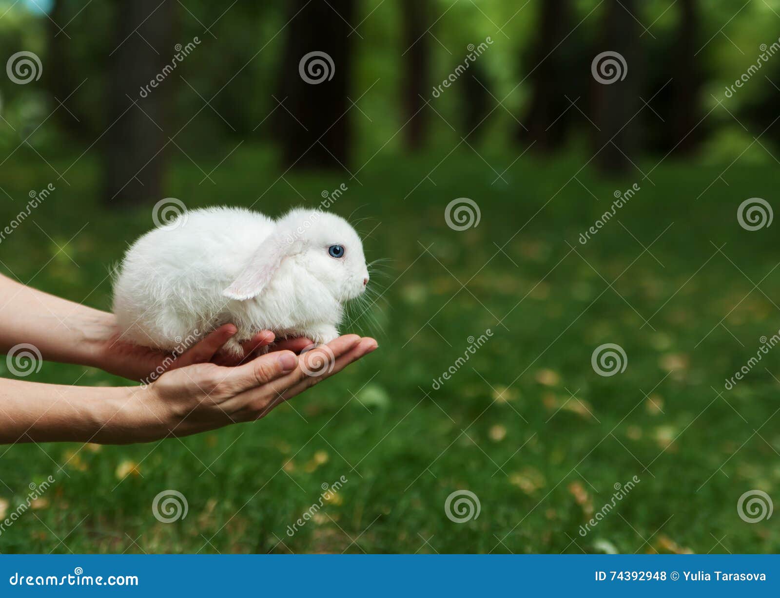 Funny Baby White Rabbit on Human Hand in Grass Stock Photo - Image of ...