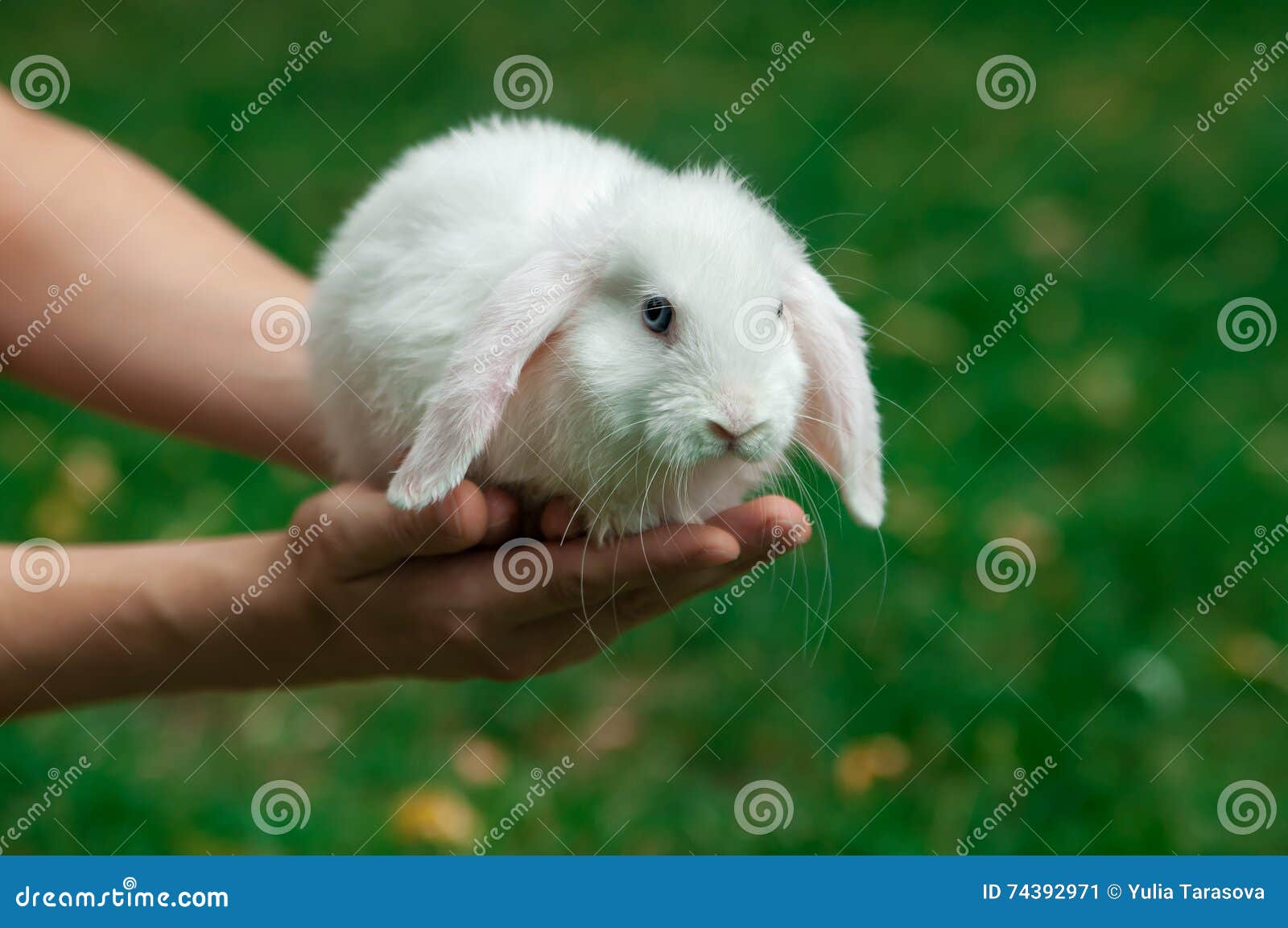 Funny Baby White Rabbit on Human Hand in Grass Stock Image - Image of ...