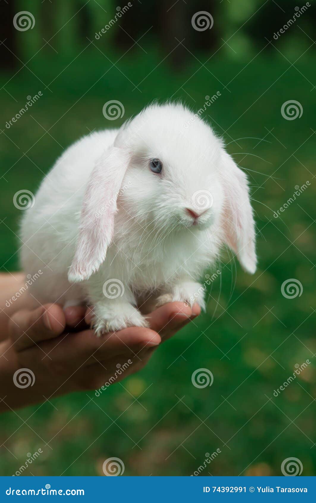 Funny Baby White Rabbit on Human Hand in Grass Stock Image - Image of ...