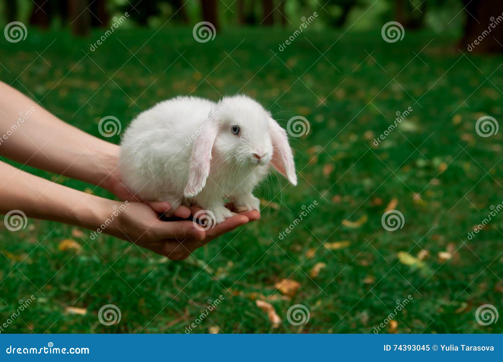 Funny Baby White Rabbit on Human Hand in Grass Stock Image - Image of ...