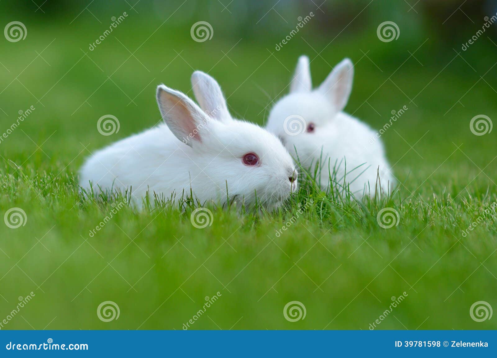 Funny Baby White Rabbits in Grass Stock Photo - Image of infant, farm ...