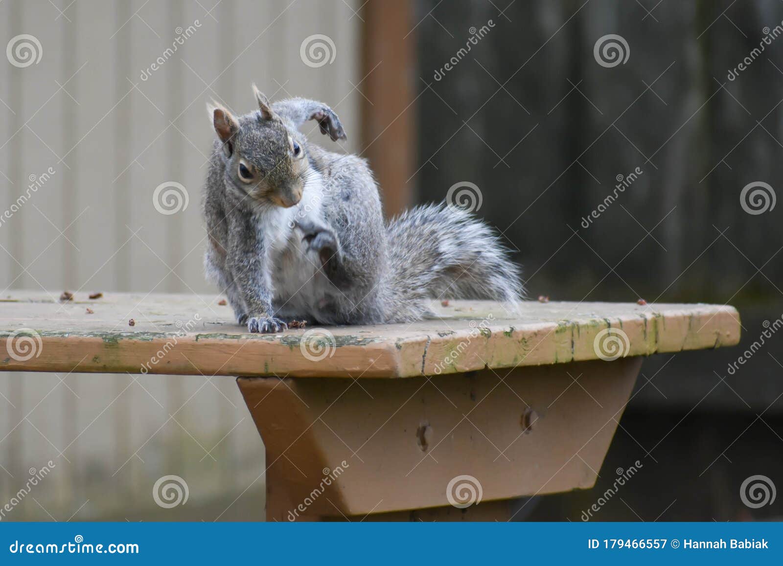 Backyard Squirrel Scratching Himself on Table Stock Image - Image of ...