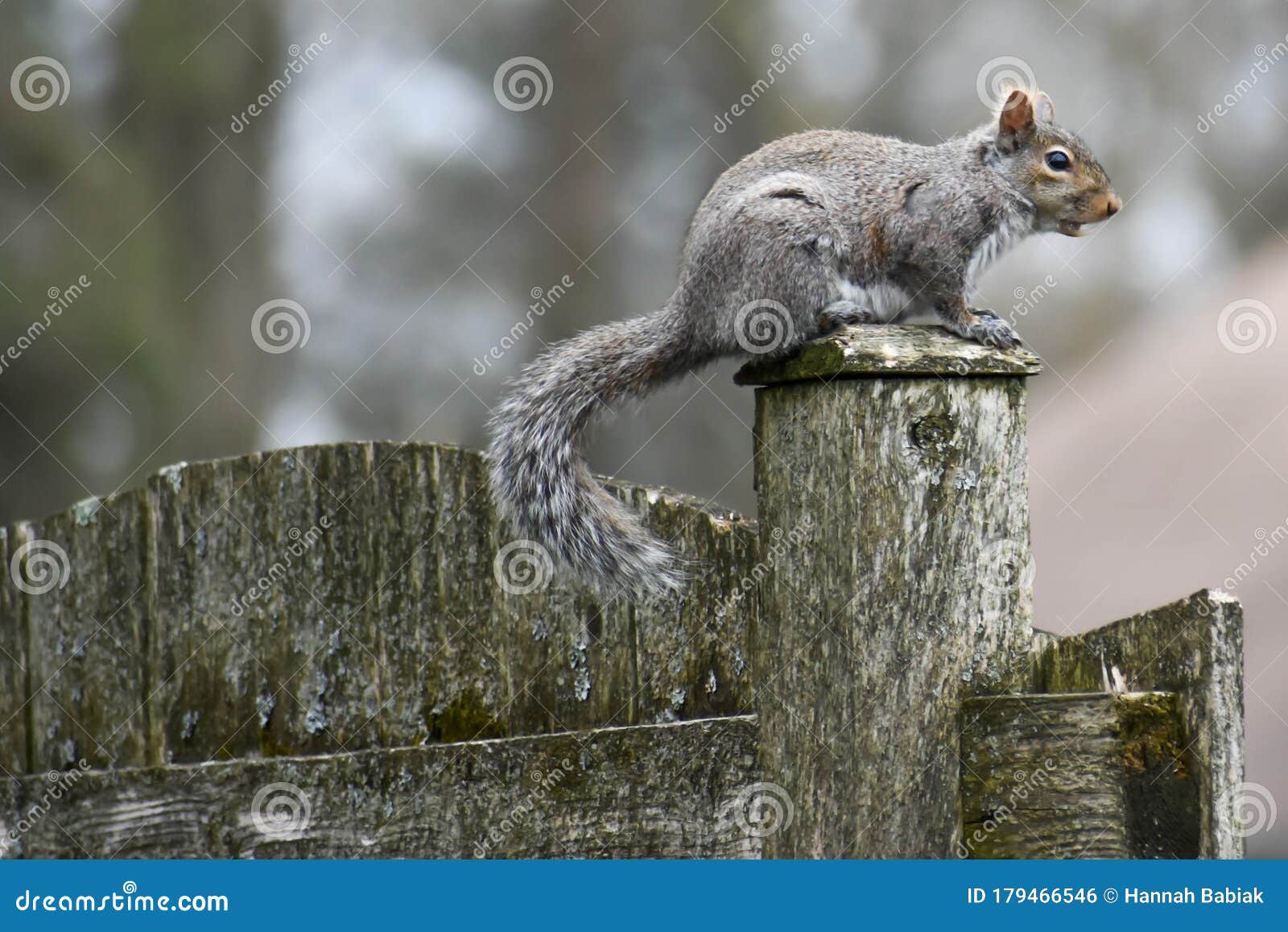 Backyard Squirrel Sitting on a Privacy Fence Stock Photo - Image of ...