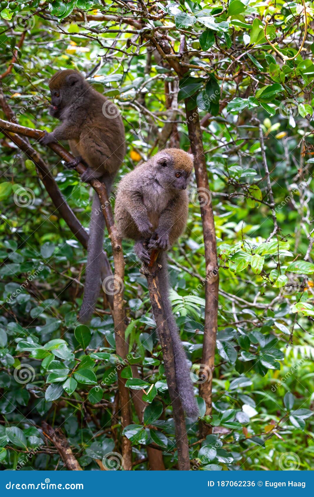 Funny Bamboo Lemurs on a Tree Branch Watch the Visitors Stock Photo ...