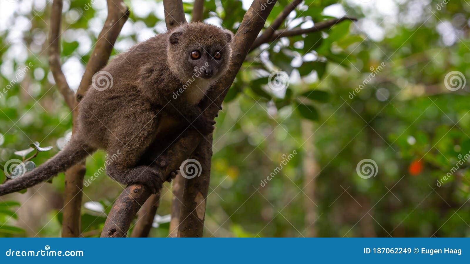 Funny Bamboo Lemurs on a Tree Branch Watch the Visitors Stock Image ...