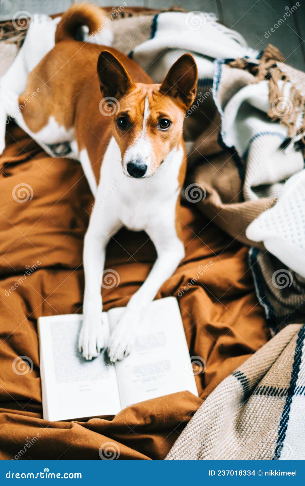 Funny Basenji Dog Relaxing on a Bed with Book Stock Photo - Image of ...