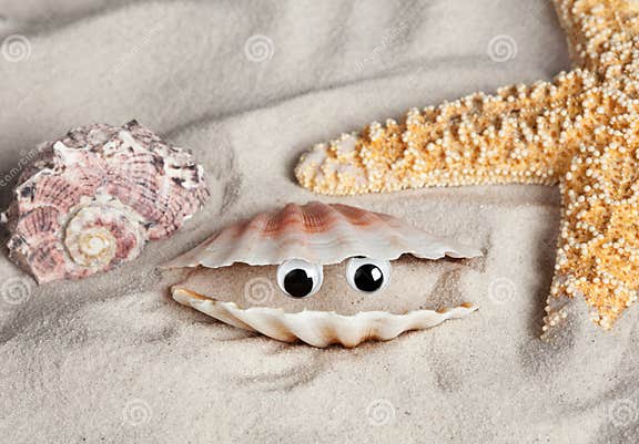 Funny beach seashell stock photo. Image of starfish, sandy - 19575560