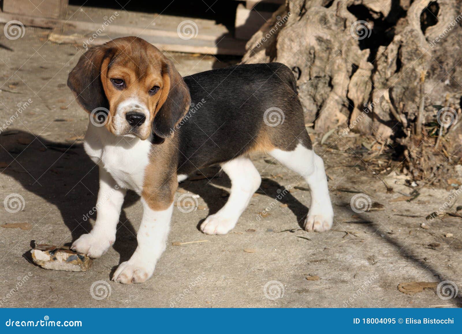 Funny Beagle Dog Looks At The Laptop Screen And Keeps His Paws On The ...