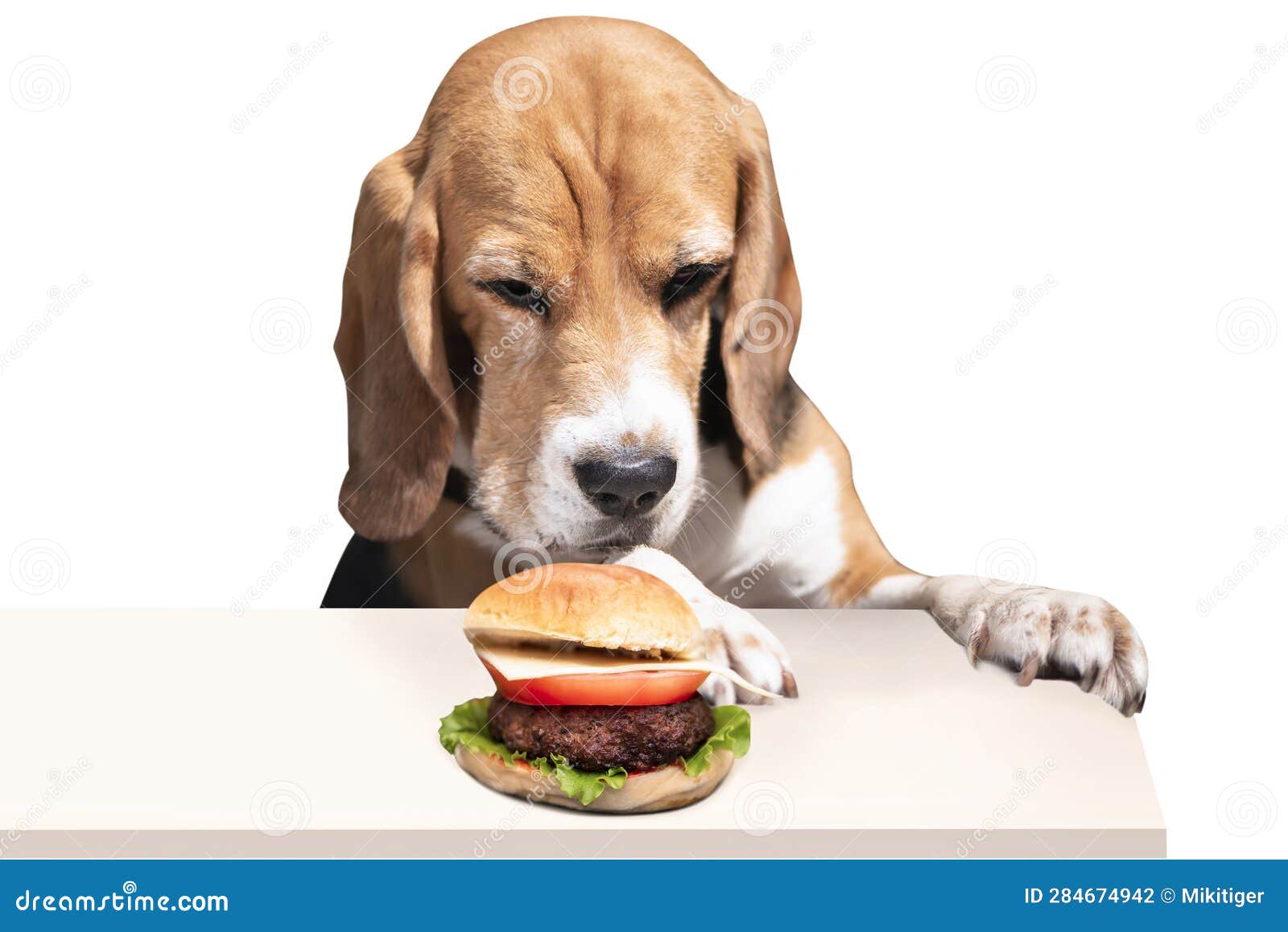 Funny Beagle Dog Looks at an Appetizing Burger on the Table Stock Photo ...