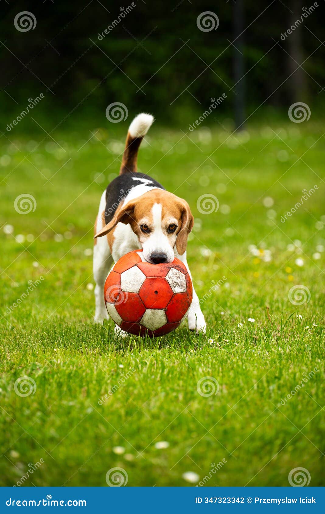 Funny Beagle Dog Playing with Ball in Backyard Stock Photo - Image of ...