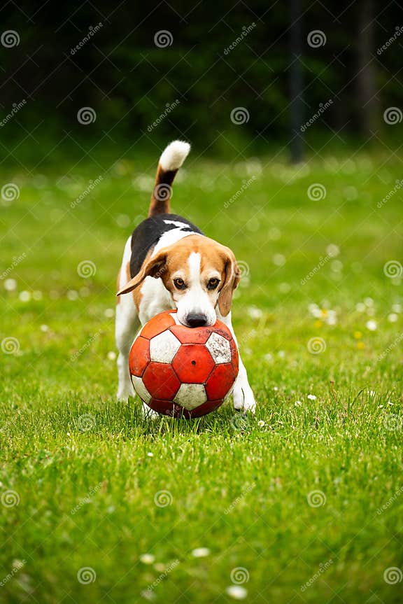 Funny Beagle Dog Playing with Ball in Backyard Stock Photo - Image of ...