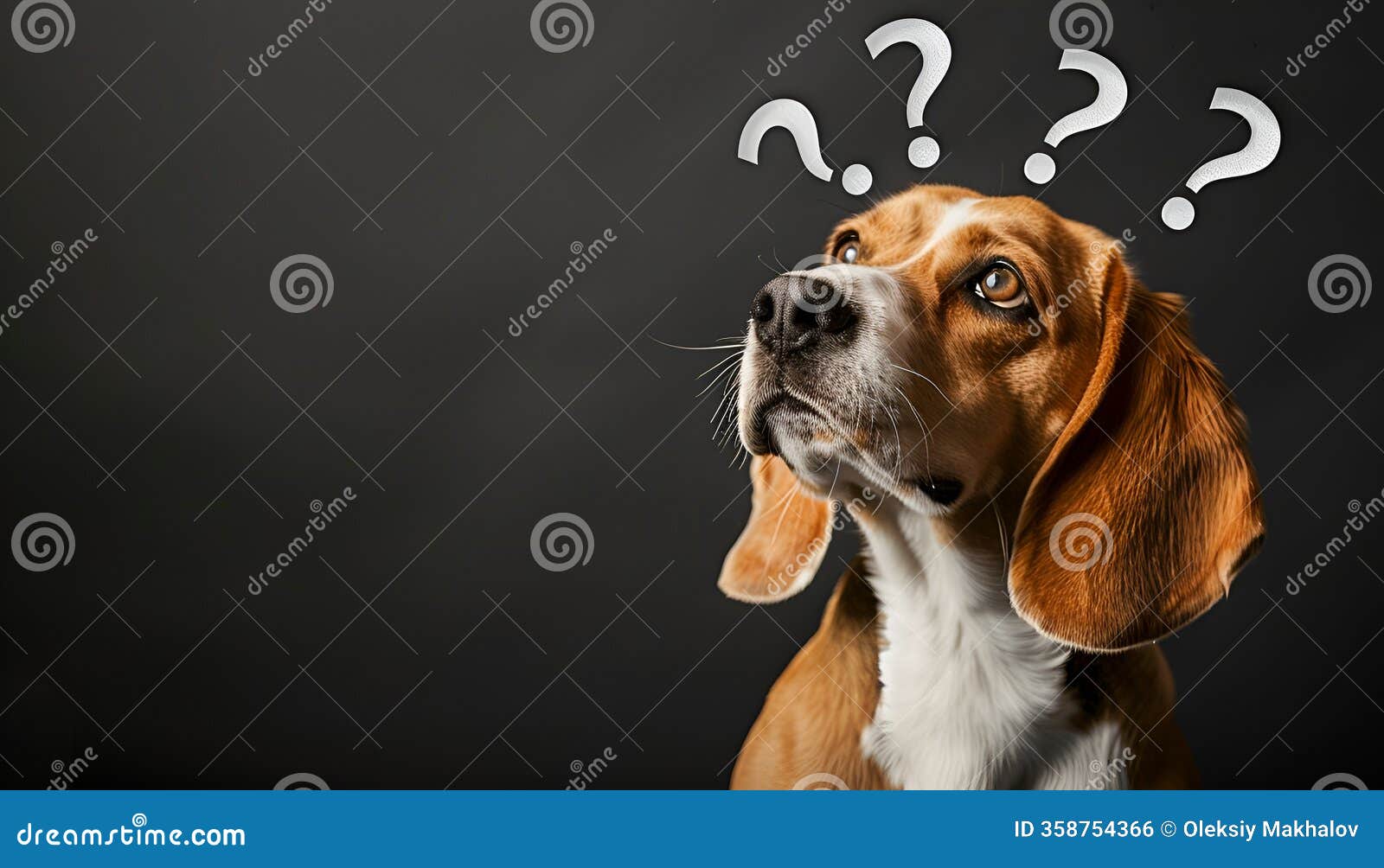 Funny Beagle Dog and Question Marks on Black Background Stock Photo ...