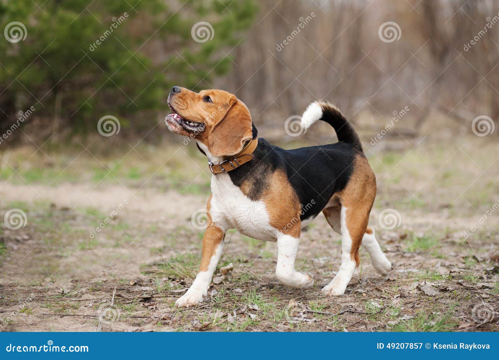 Funny beagle dog running stock image. Image of field - 49207857