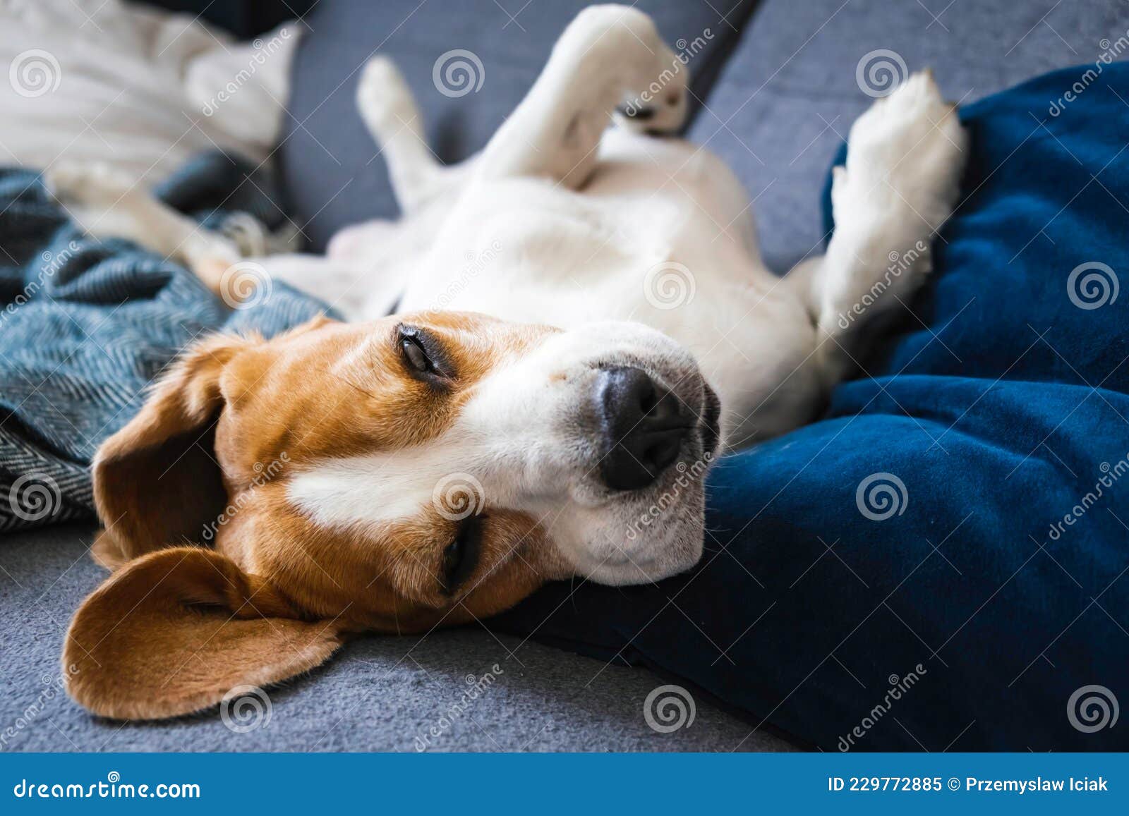 Funny Beagle Dog Tired Sleeps on a Couch Stock Image - Image of nature ...