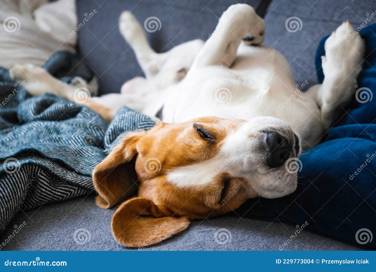 Funny Beagle Dog Tired Sleeps on a Couch Stock Photo - Image of room ...