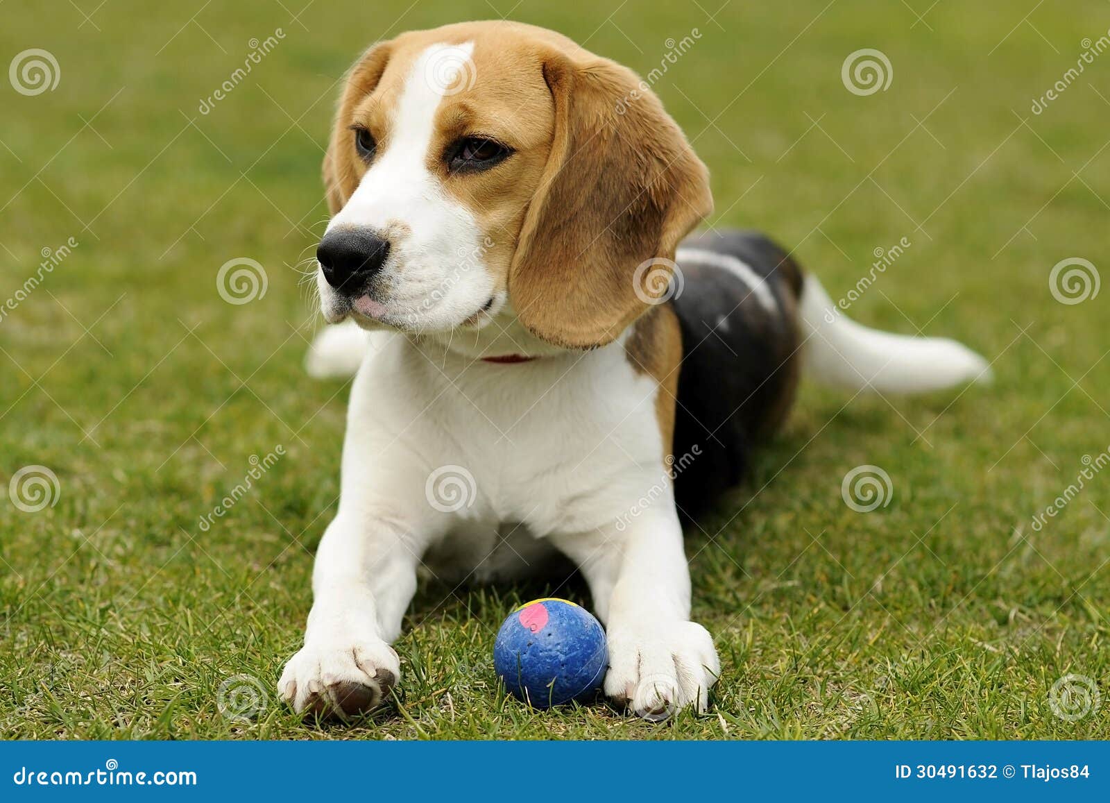 Funny Beagle Puppy with Ball Stock Photo - Image of doggy, ball: 30491632