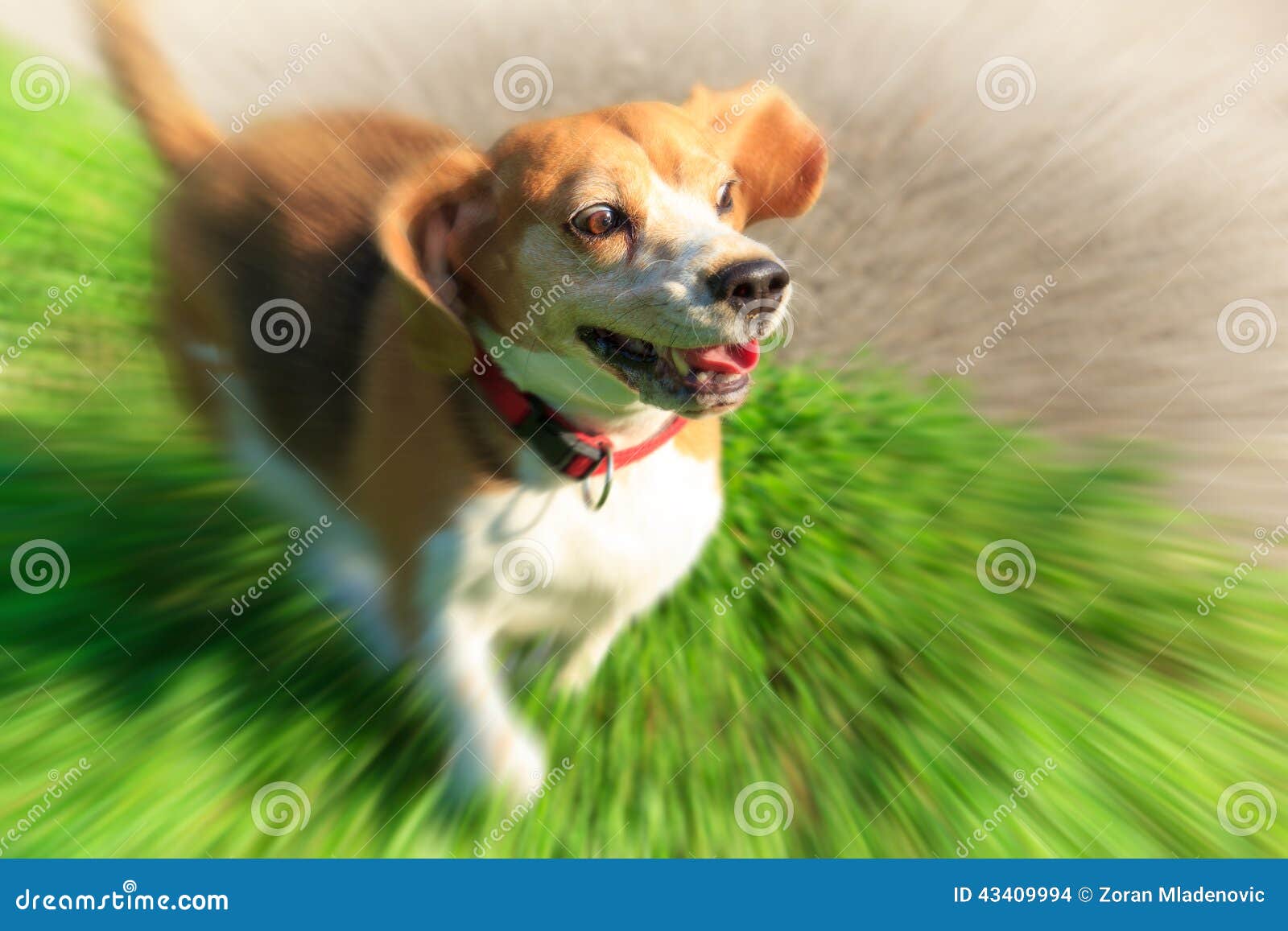 Funny Beagle Puppy Dog with Surprised Face Expression Stock Photo ...