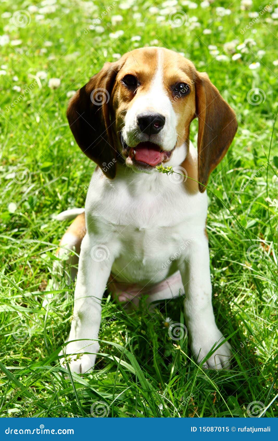 Funny beagle puppy in park stock image. Image of adorable - 15087015