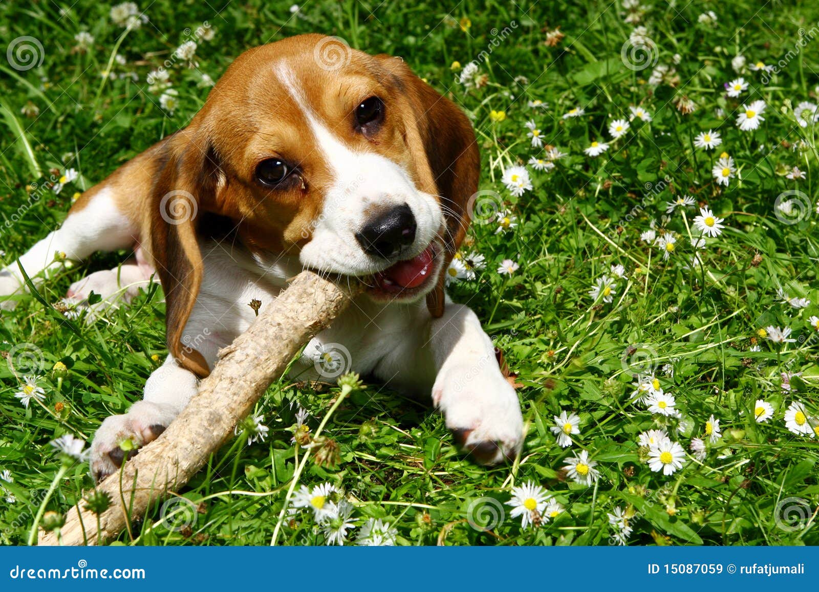 Funny beagle puppy in park stock image. Image of grass - 15087059