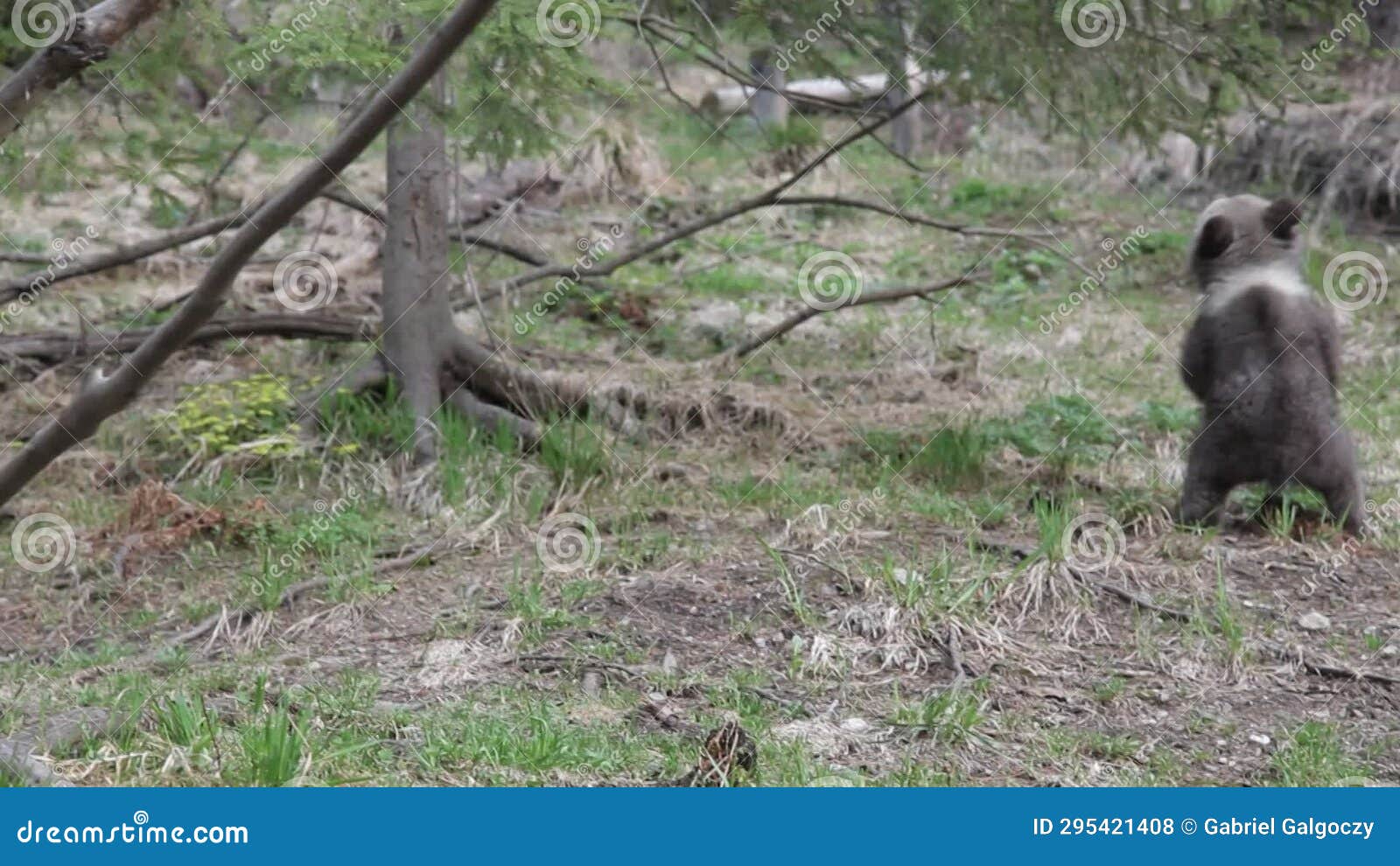 Funny Bear Cub Jumping and Falling Playing with Tree Branch Stock ...