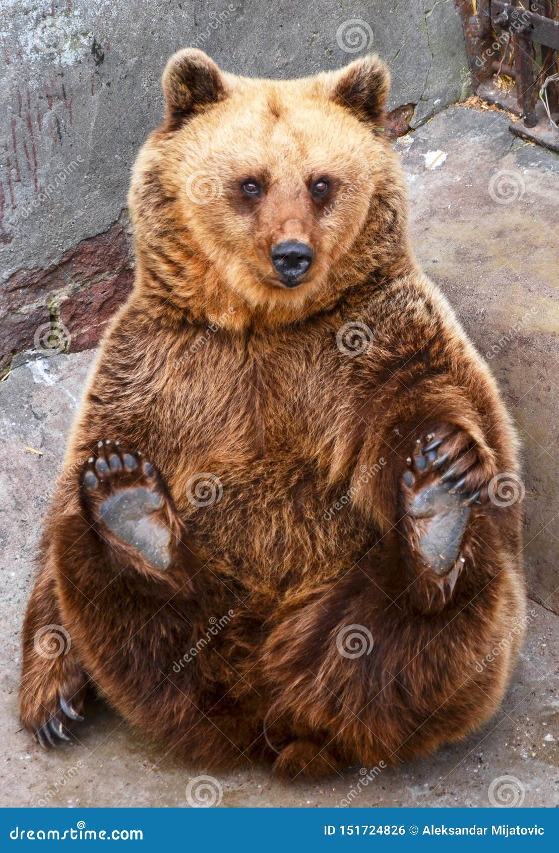 Funny bear sitting stock photo. Image of american, animal - 151724826