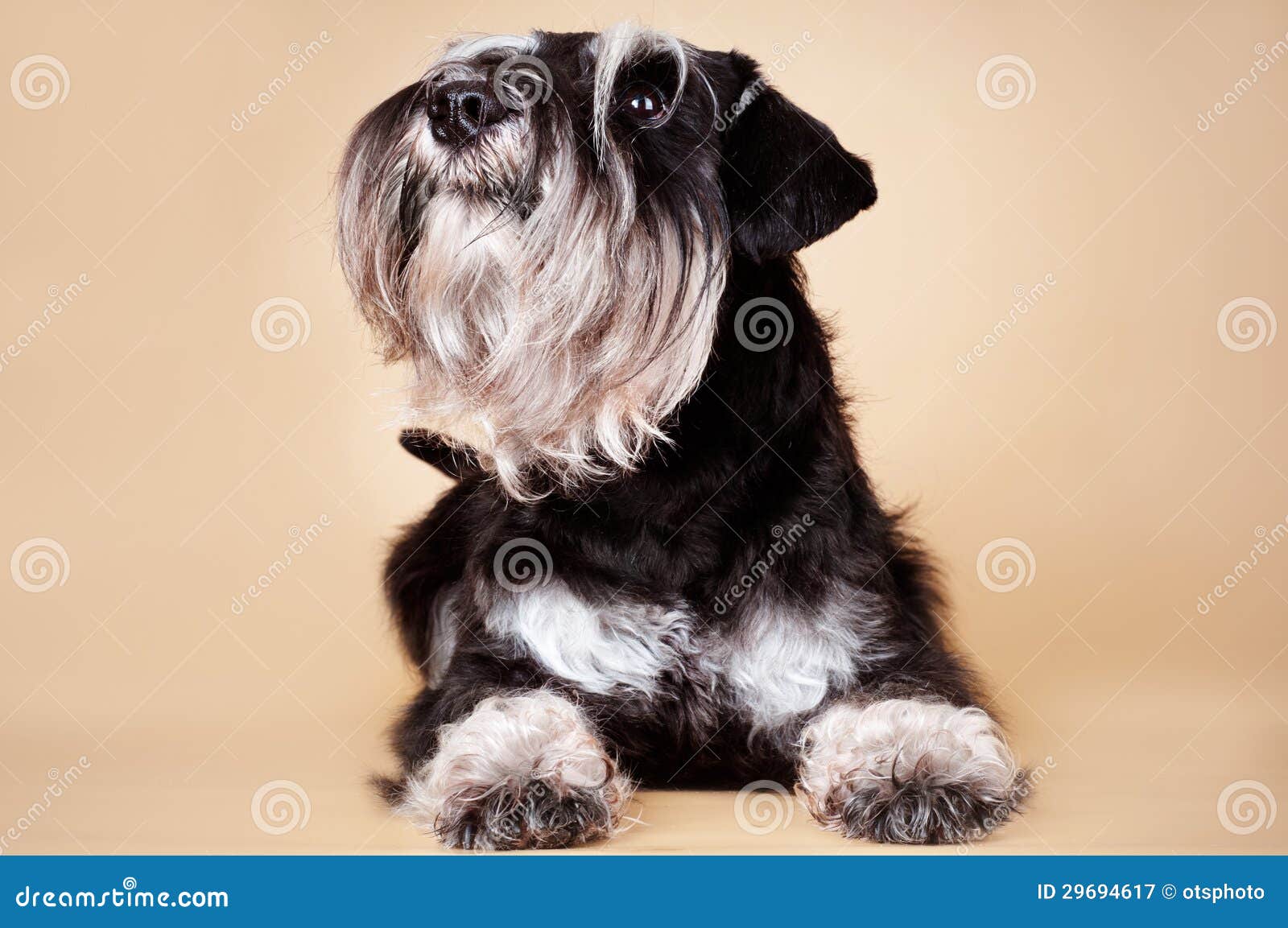 Funny bearded dog portrait stock image. Image of mini - 29694617