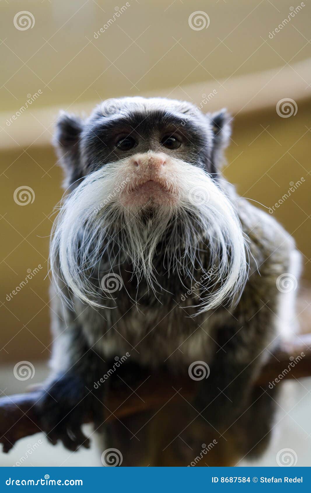 Monkeys With Beards