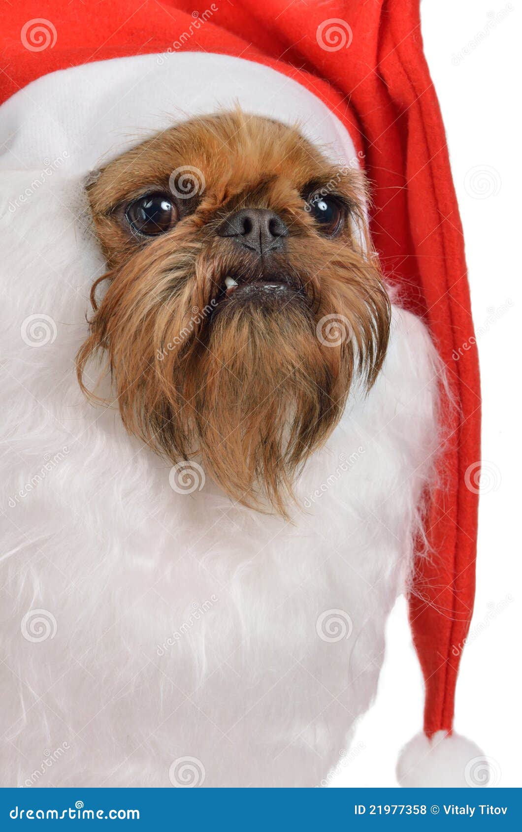 Funny bearded Santa dog stock photo. Image of bruxelois - 21977358